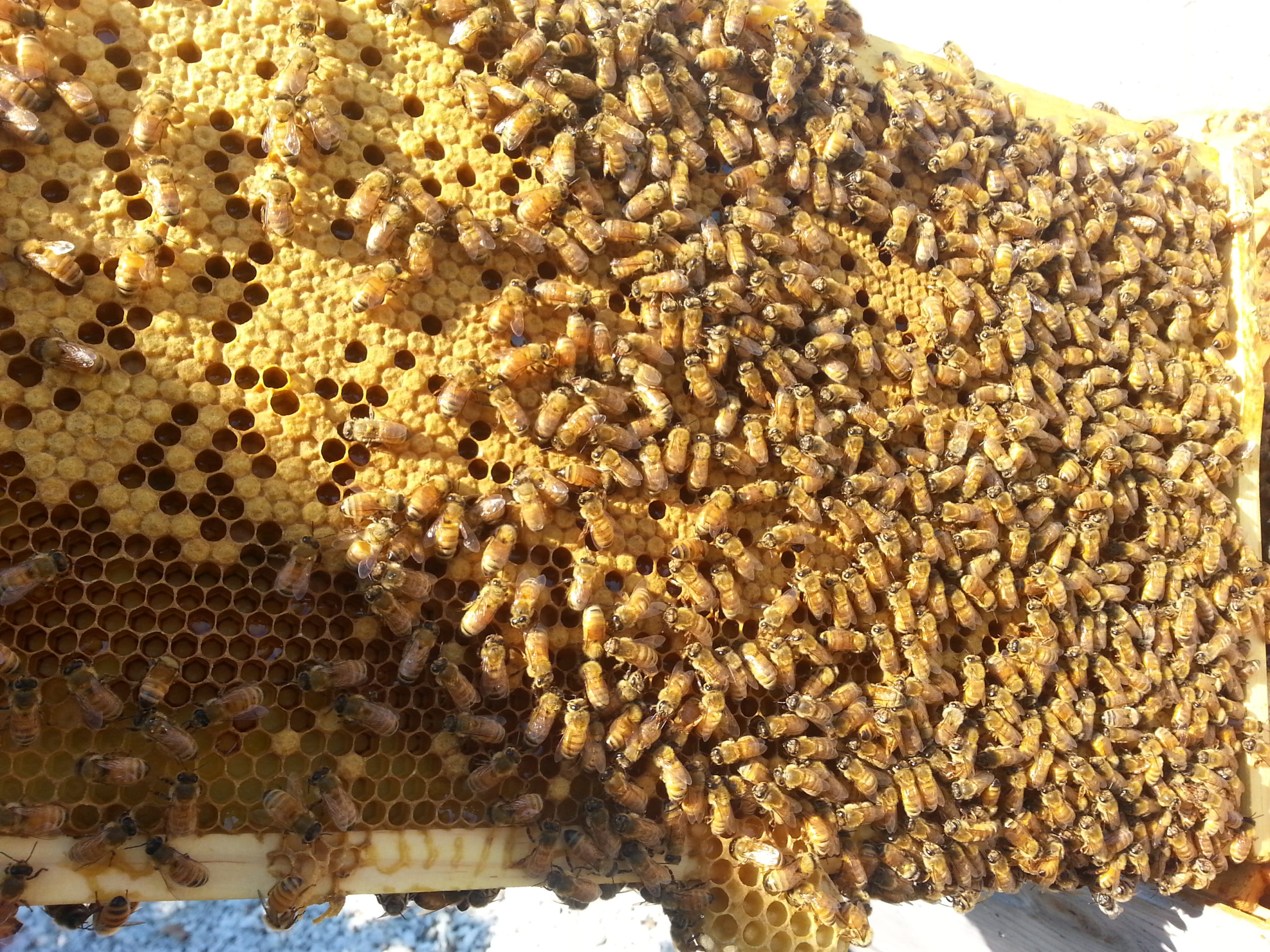 Cycle du Varroa - Miels & Forêts